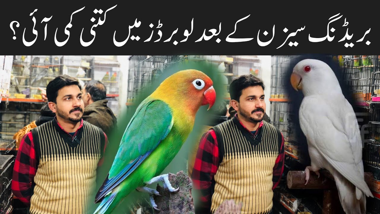 Albino,Par Blue, Opaline,Fisher,Cremino,Decino and dilute love birds ...