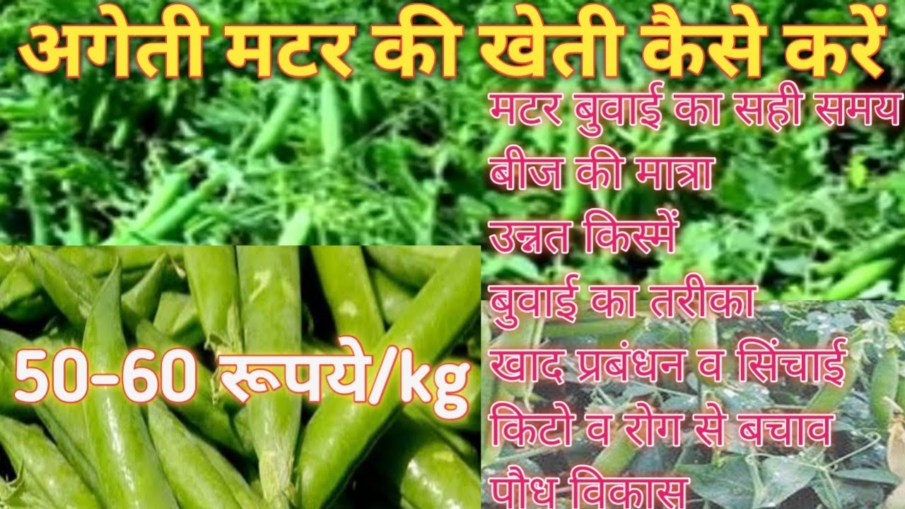 अगेती मटर की खेती| Matar ki kheti| Matar ki kheti kaise kare | Peas ...