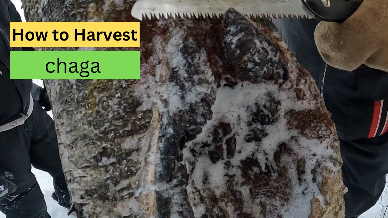 Unlock the Secrets of Chaga Harvesting! - YouTube
