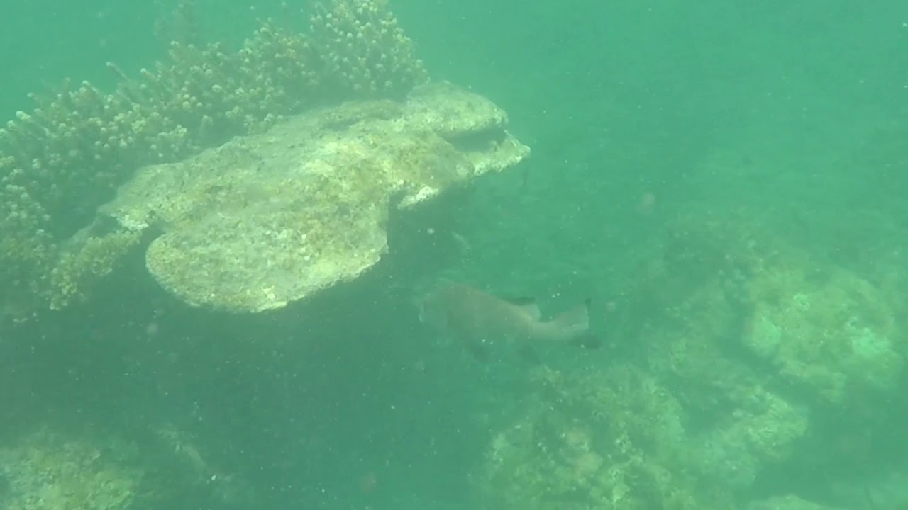 Big Fish Snorkelling in Galu Diani Beach Magical Kenya - YouTube