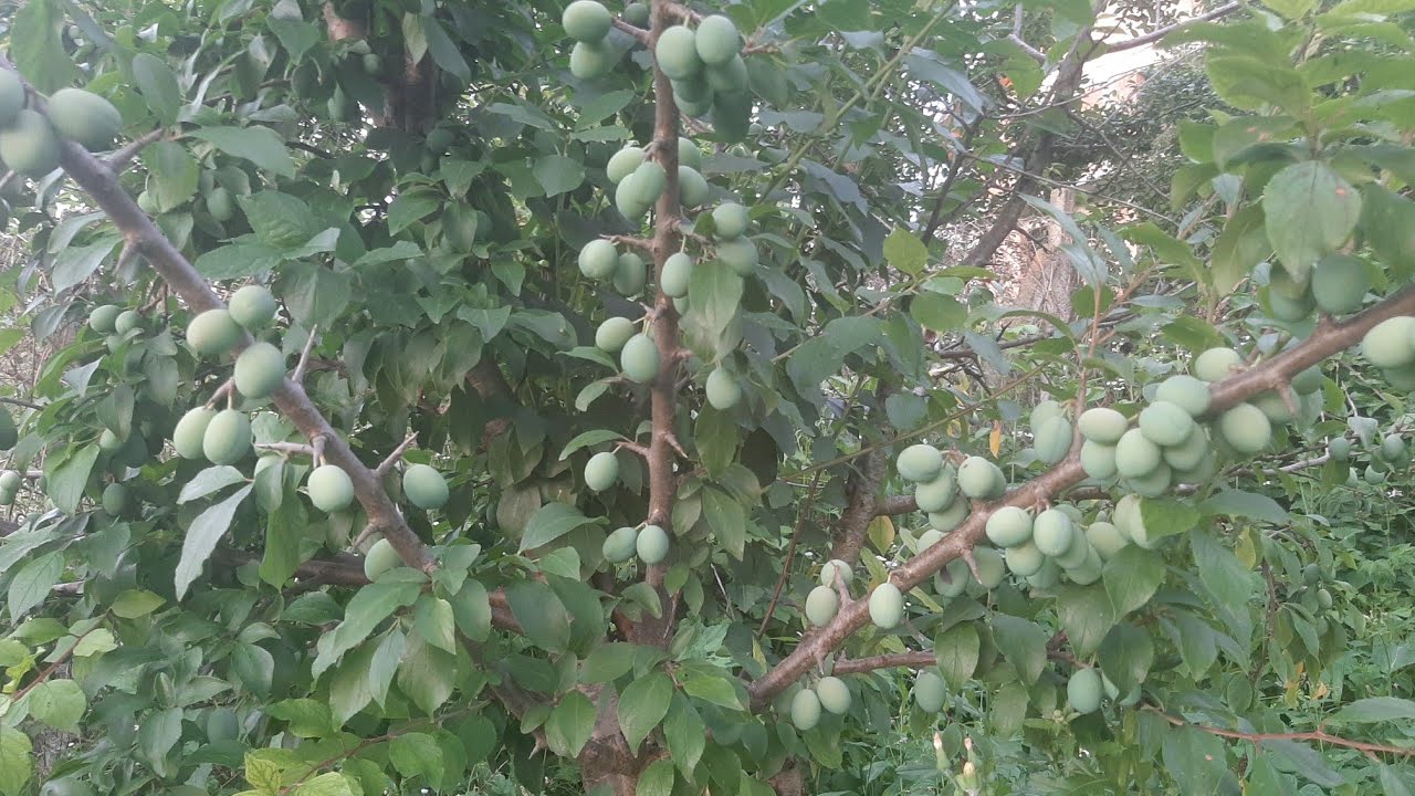 Stropire aplicata la samburoase(prun,piersic,cireș,nectarin)la început ...