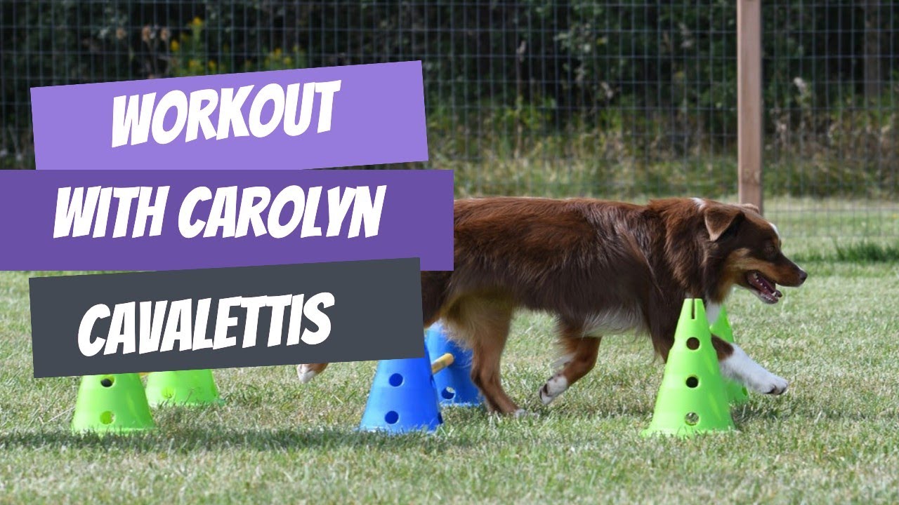 Training Cavalettis - YouTube