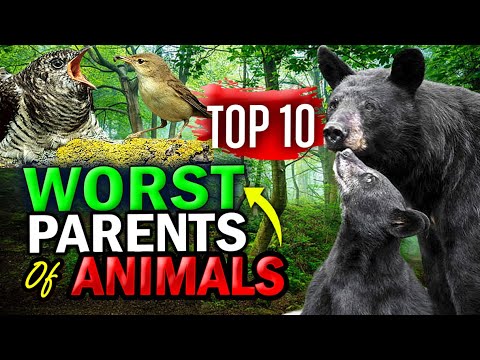 The Worst Parents in the Animal Kingdom - YouTube