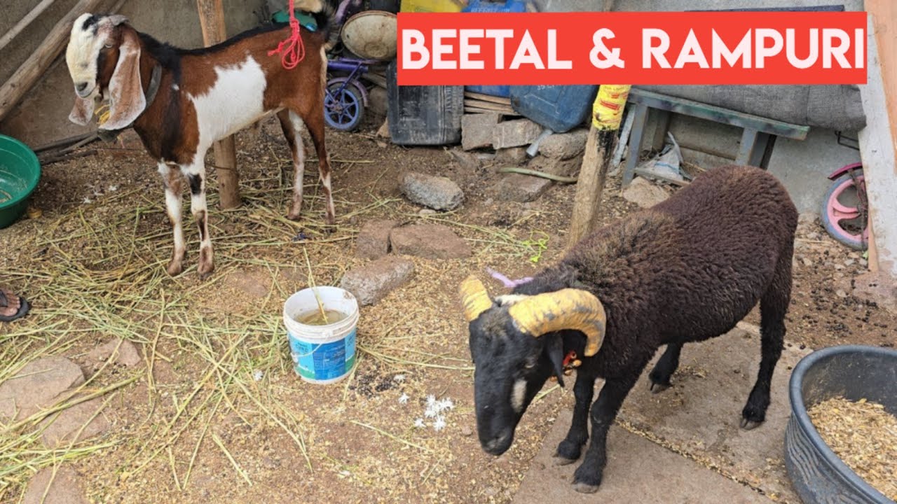 Beetal breeder bakra & Rampuri menda available in Hyderabad Shaheen ...