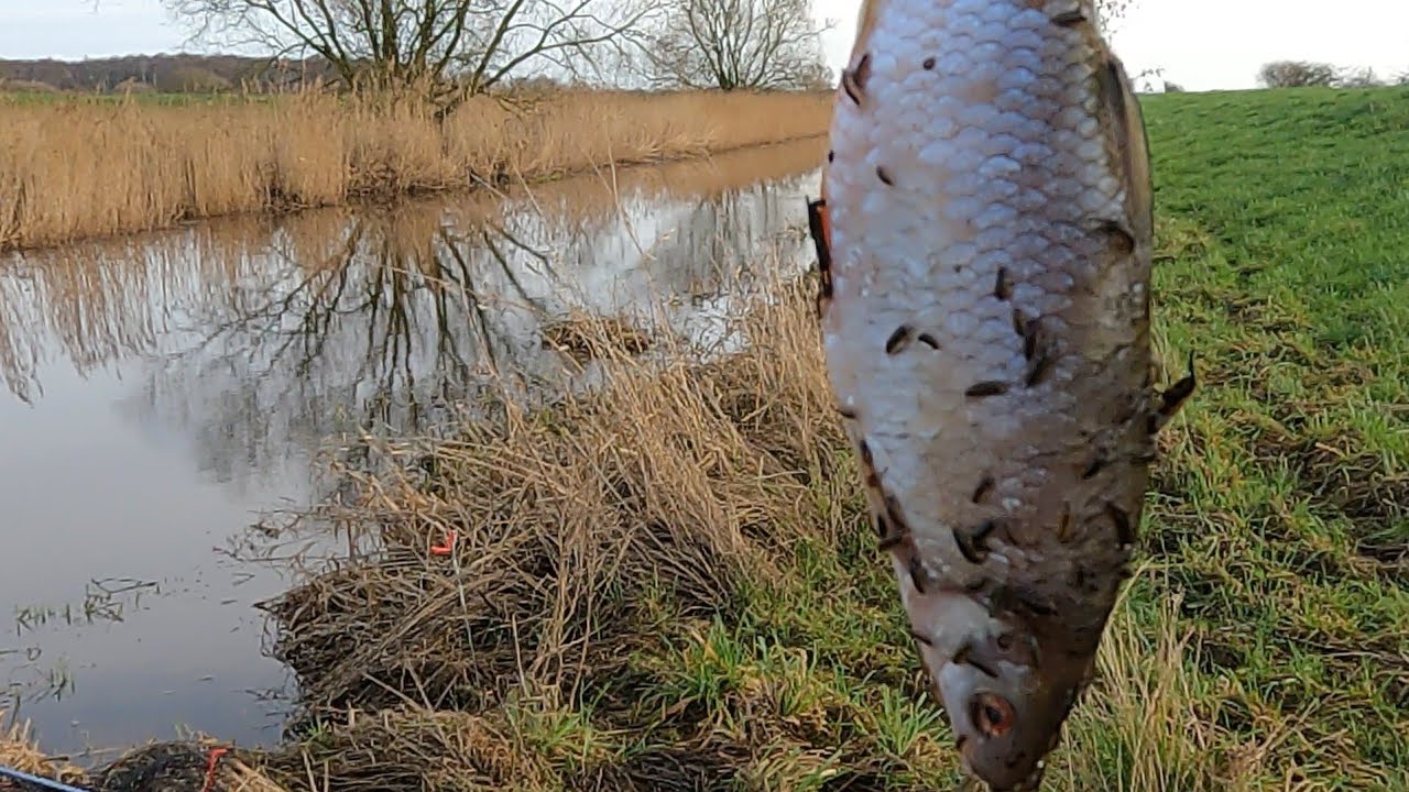 Shrimpy Pike Session, Above Average Angler - YouTube