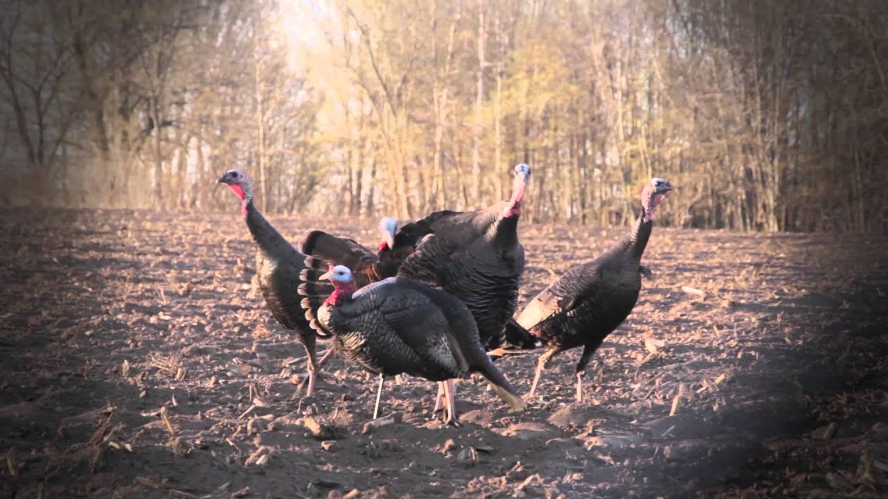 MN Spring Turkey Hunting 2013 with Eric Rademacher- MN Outdoor Media ...