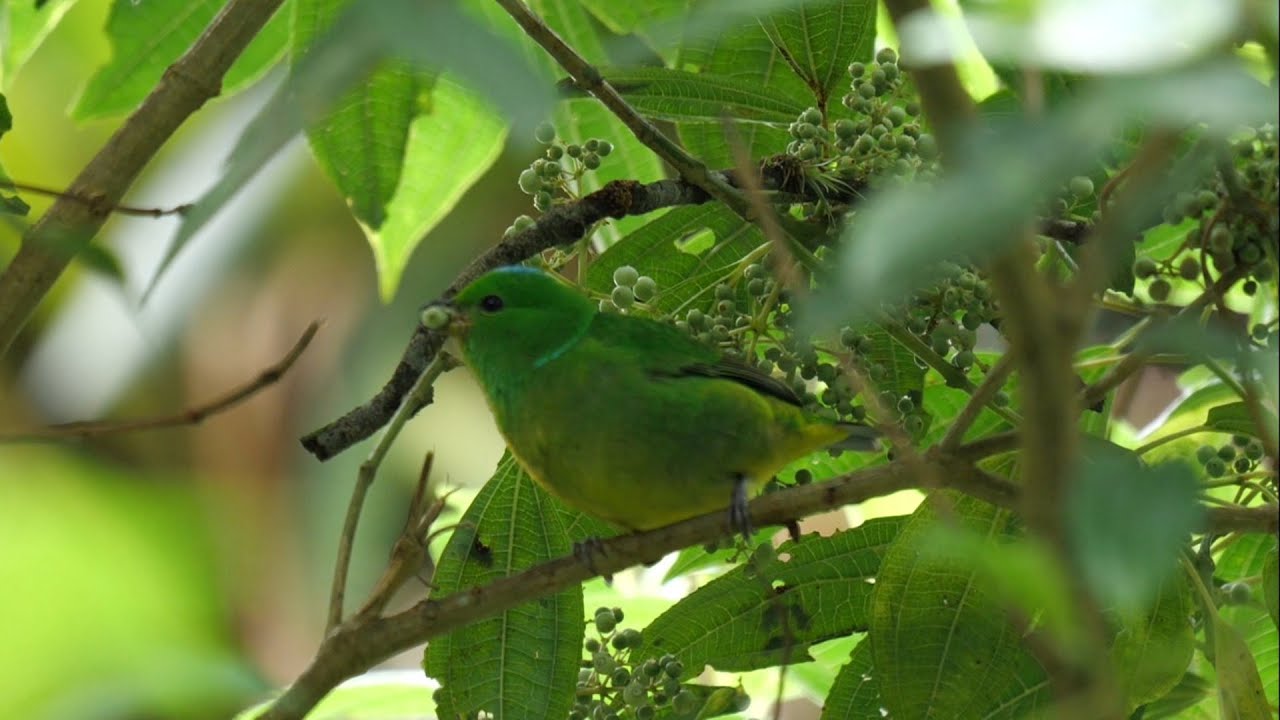 Blue-crowned Chlorophonia in Mexico - YouTube