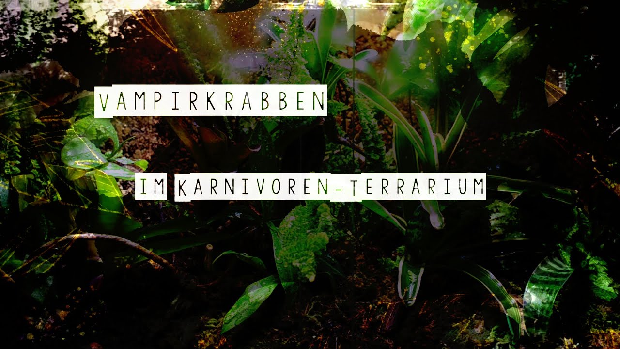 Bromelien-Terrarium mit Vampirkrabben (Geosesarma) | Carniflor - YouTube