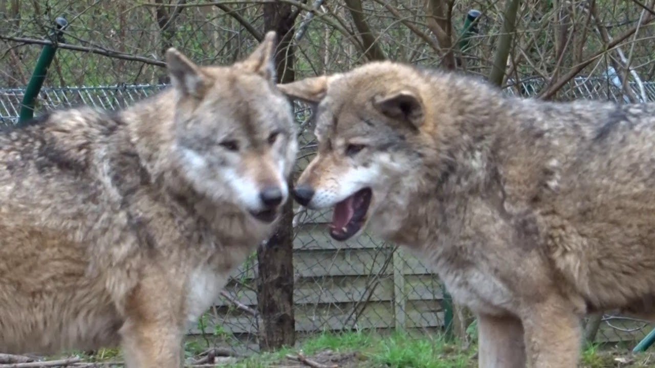 WOLVES AT PLAY Social behaviour, Alpha & Omega; Spielende Wölfe und Sozialverhalten (Zoo Worms ...