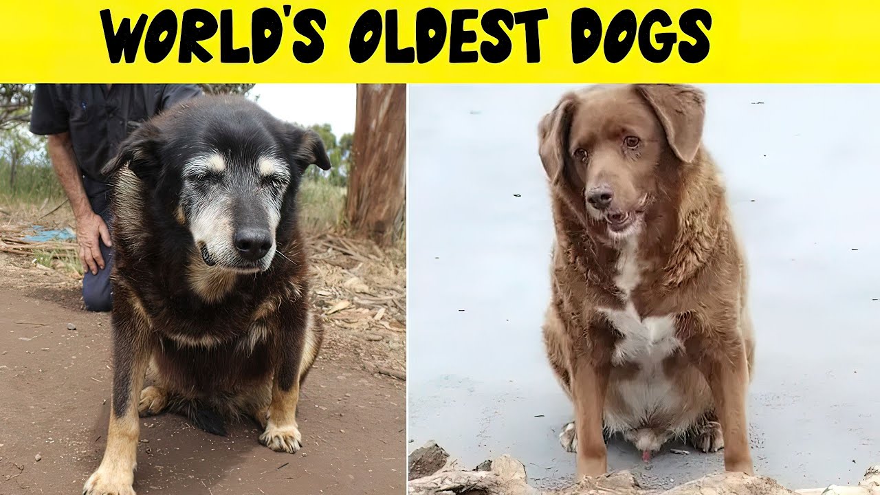 THE OLDEST DOGS IN THE WORLD | These champion puppies are simply ...