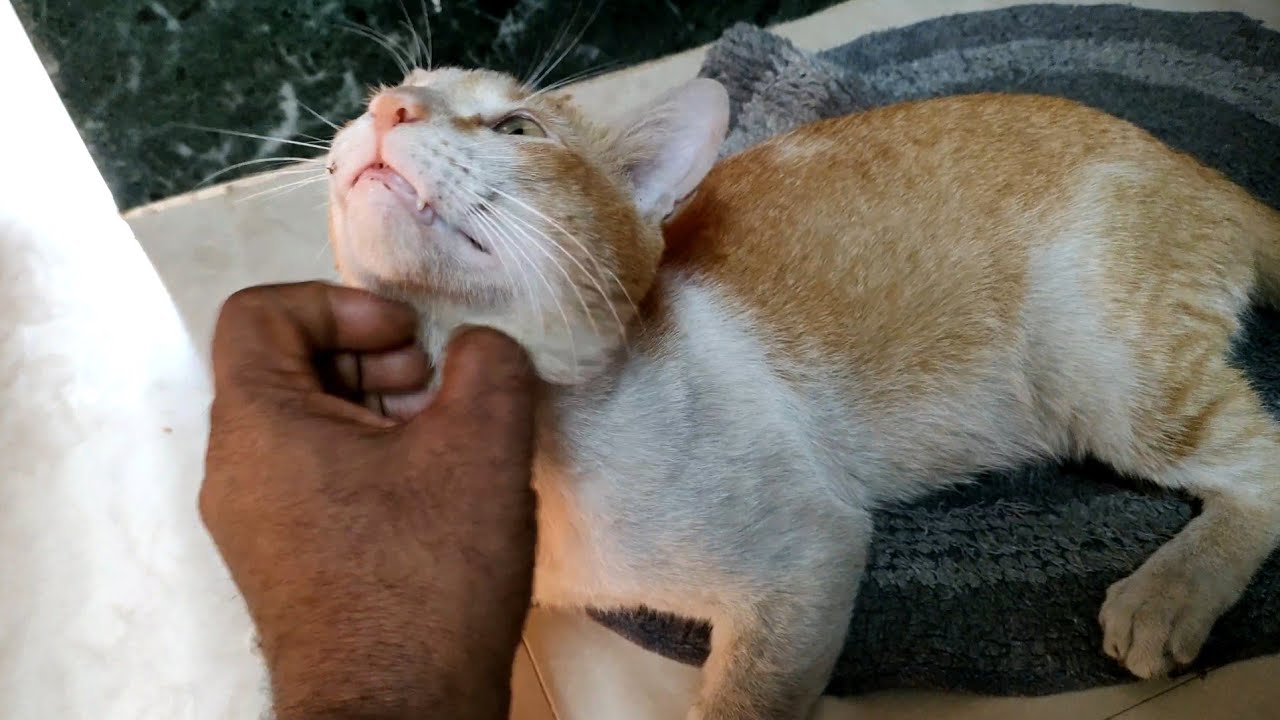 Cute Cat In My House | Meow ki Duniya - YouTube