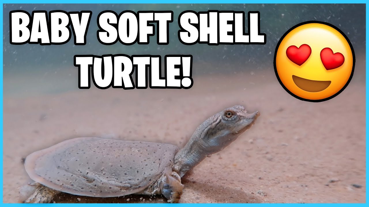 How to Care for a Softshell Turtle! (Quick care guide) - YouTube