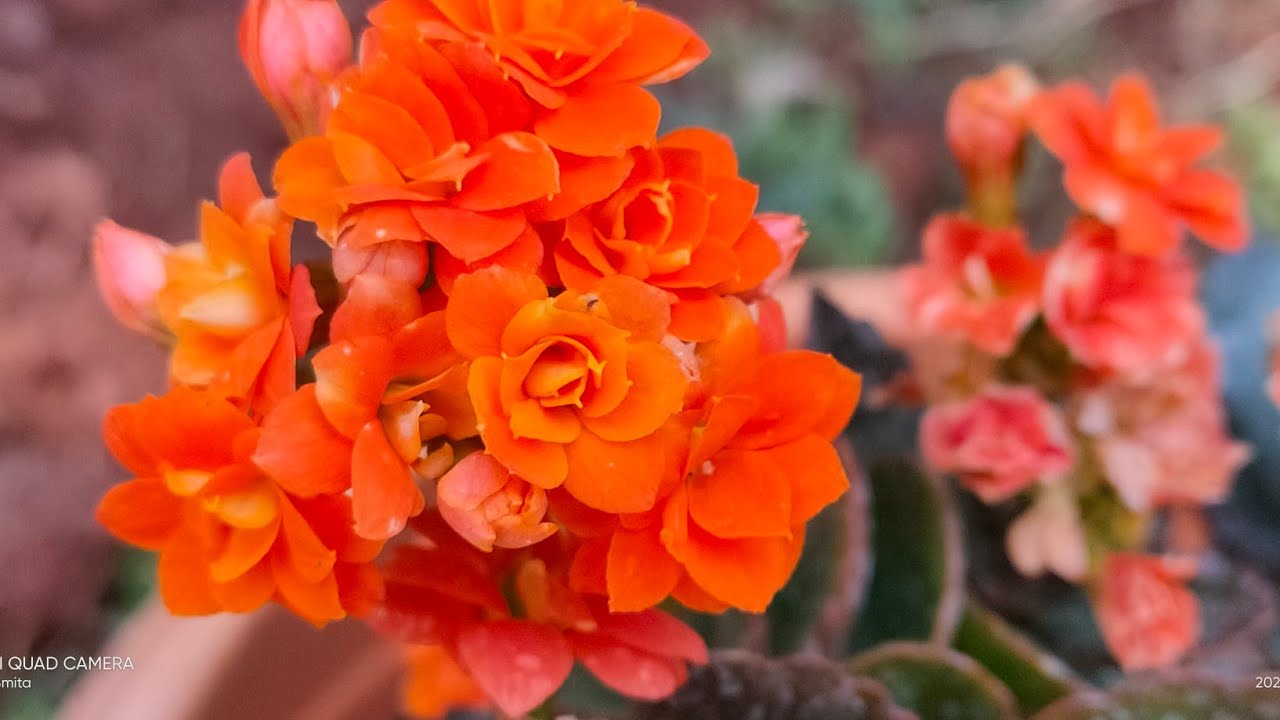 Springtime Blossoms | April Flowering Plants in Our Garden - YouTube