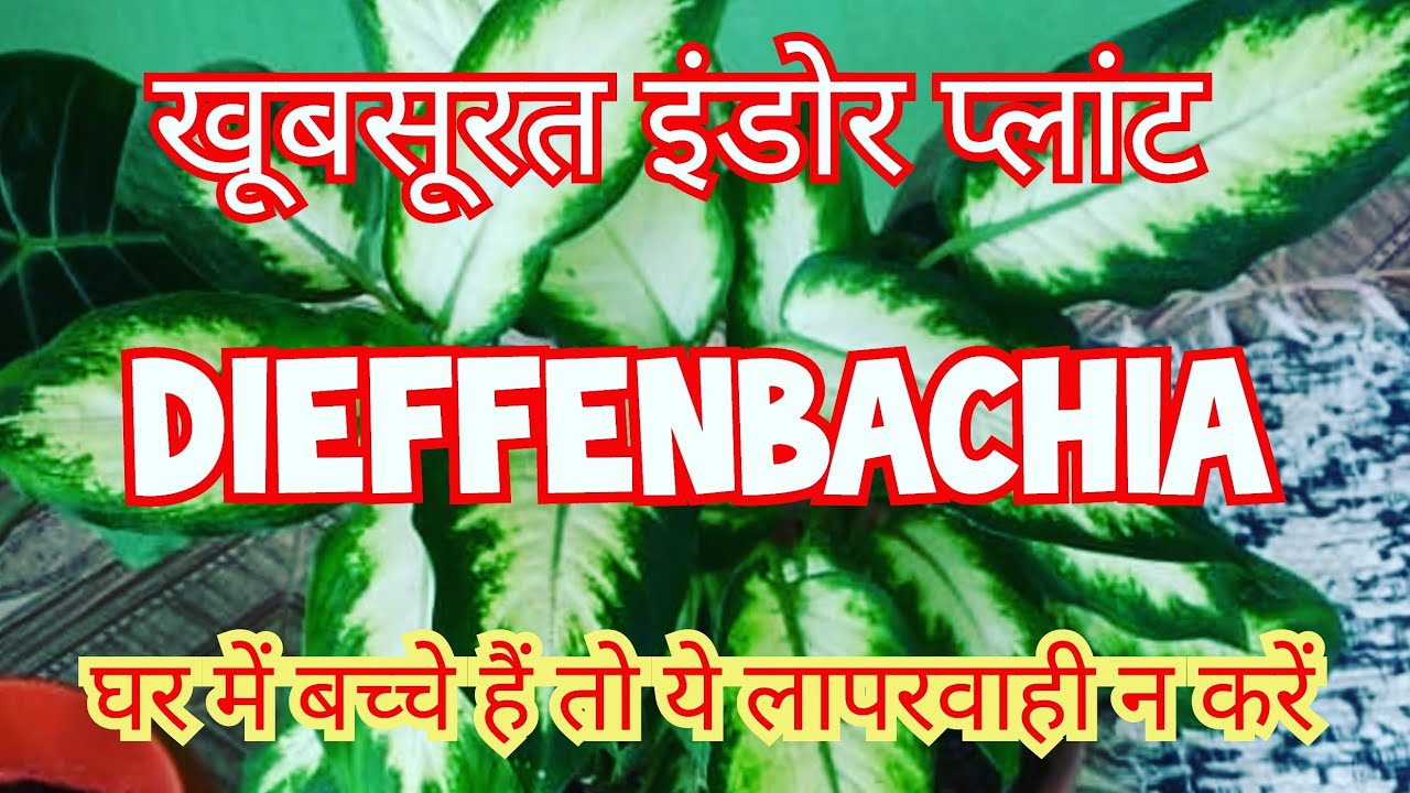 How to care dieffenbachia / How to grow dieffenbachia plant / how to ...