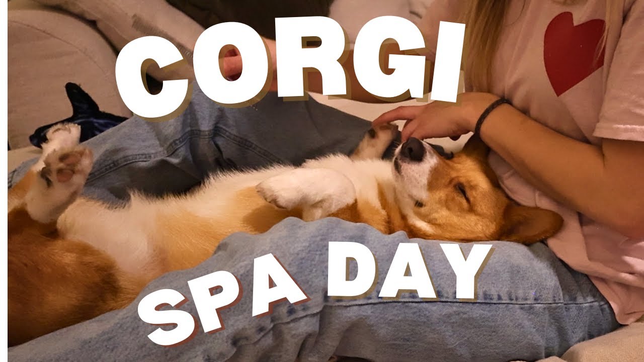 Corgi Spa Day! Grooming My Corgi Until She Falls Asleep - YouTube