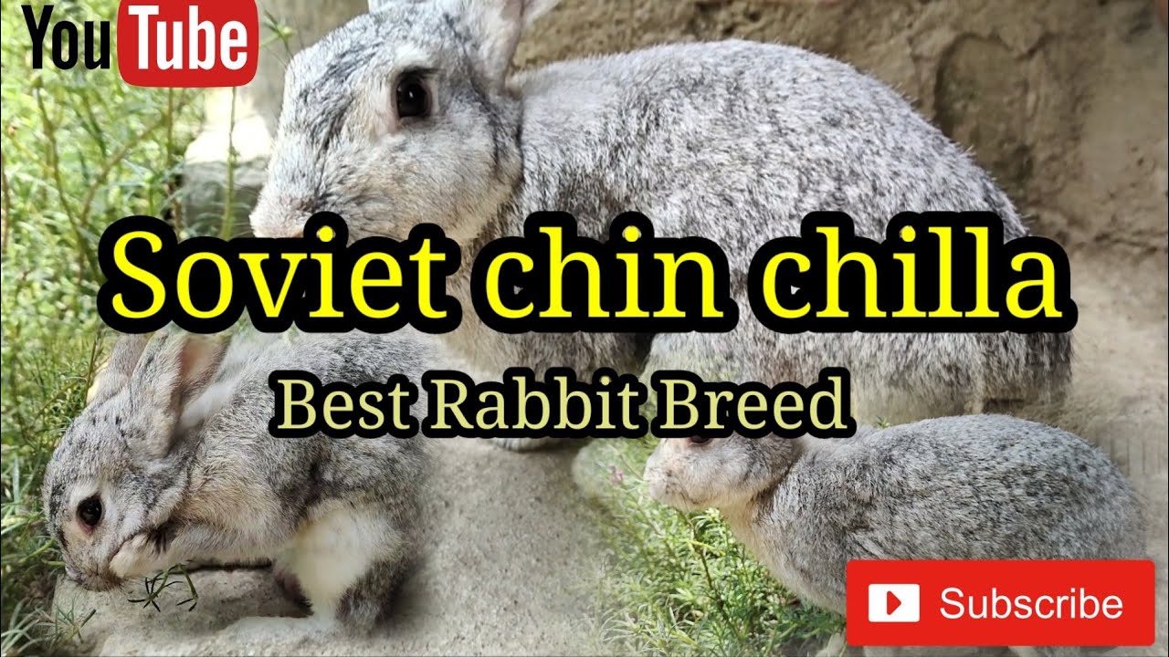 Best Rabbit Breed // Soviet ChinChilla // #rabbit #sovietchinchilla # ...