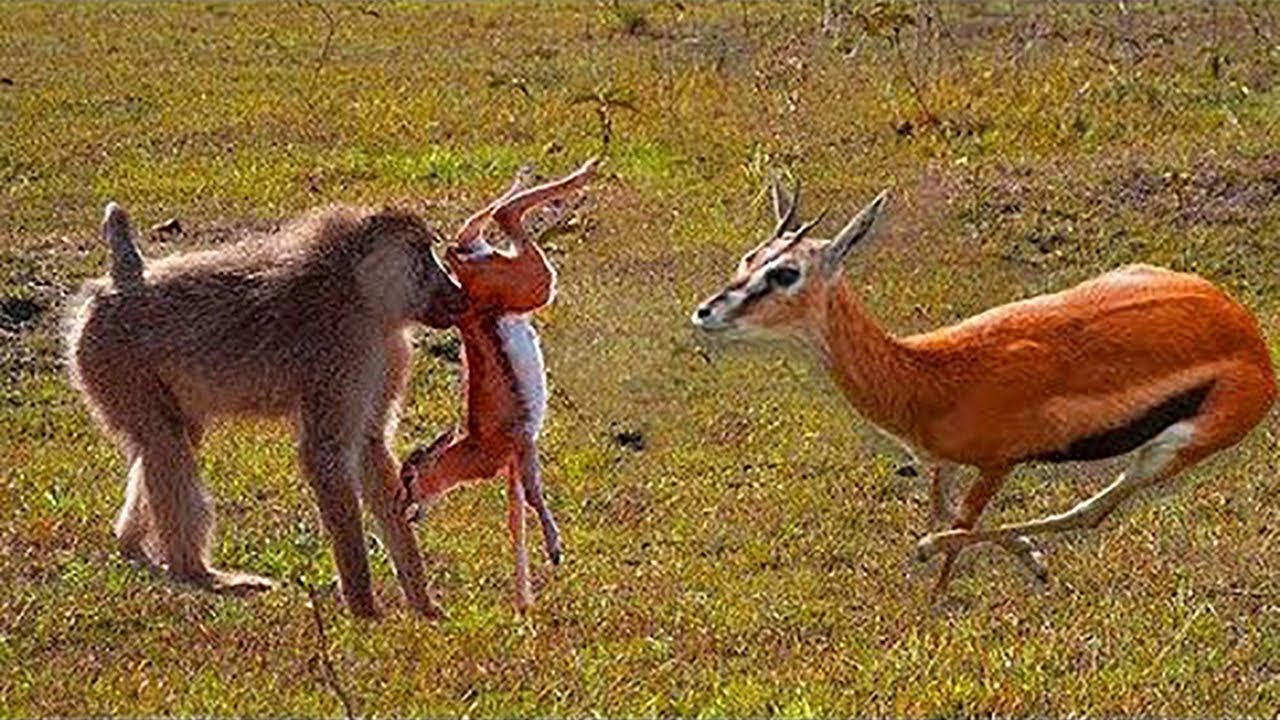 Khỉ Đầu Chó Khét Tiếng Cướp Trắng Trợn Con Từ Linh Dương Mẹ Ngơ Ngác ...