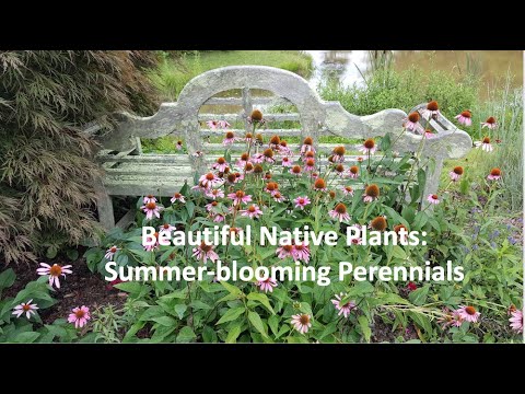 Beautiful Native Summer-blooming Perennials - YouTube