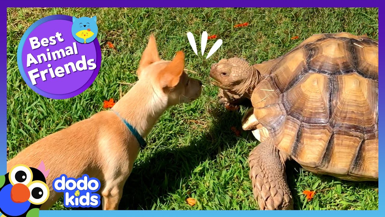 Tortoise Falls In Love With This Dancing Puppy | Best Animal Friends ...