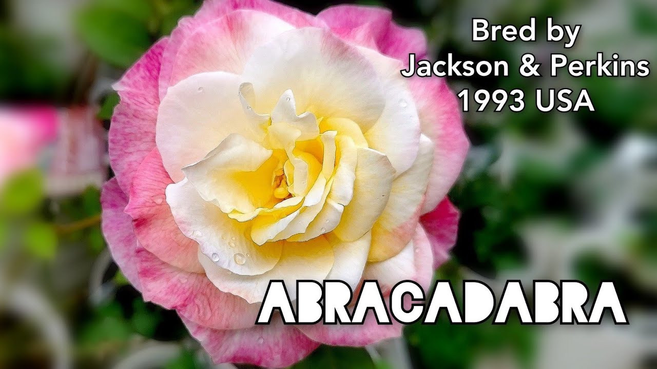 ABRACADABRA ROSE plant by Jackson & Perkins Co. HYBRID TEA Abrakadabura ...