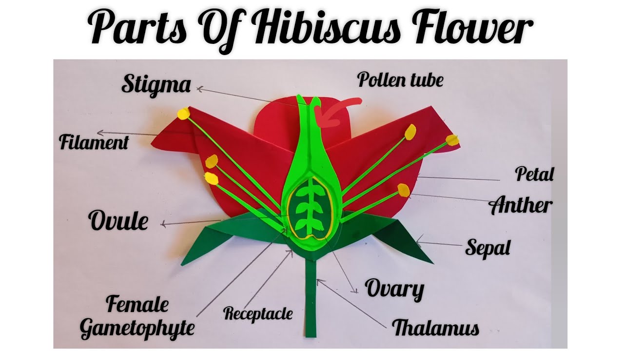 Parts Of Flower TLM| Parts Of Hibiscus flower Project|Parts Of Hibiscus ...