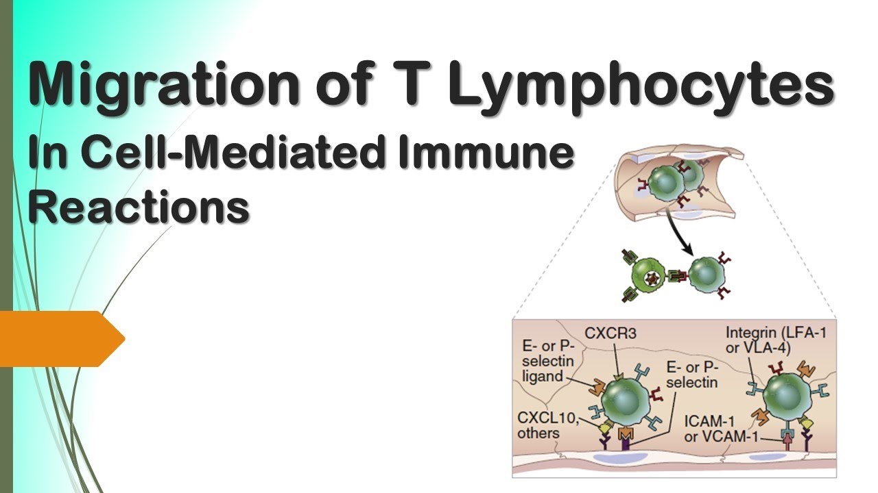 IMUNITAS YANG DIMEDIASI SEL T Part 6 (Mekanisme Migrasi Sel-sel ...