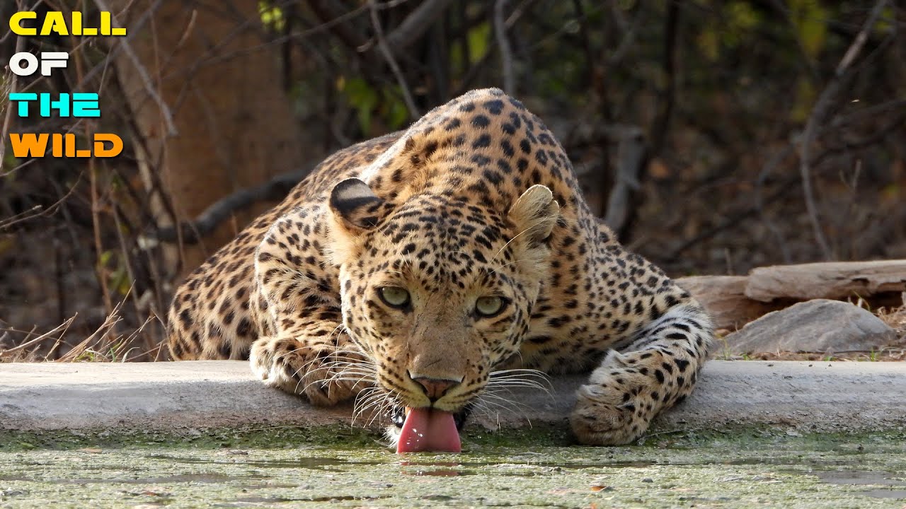 Wildlife - Wild India Beautiful Leopards In Beautiful Forest | Nature ...