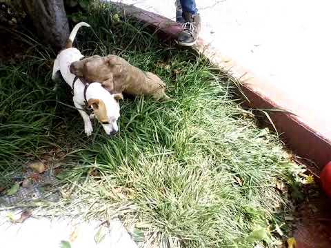 Perros chidos - YouTube