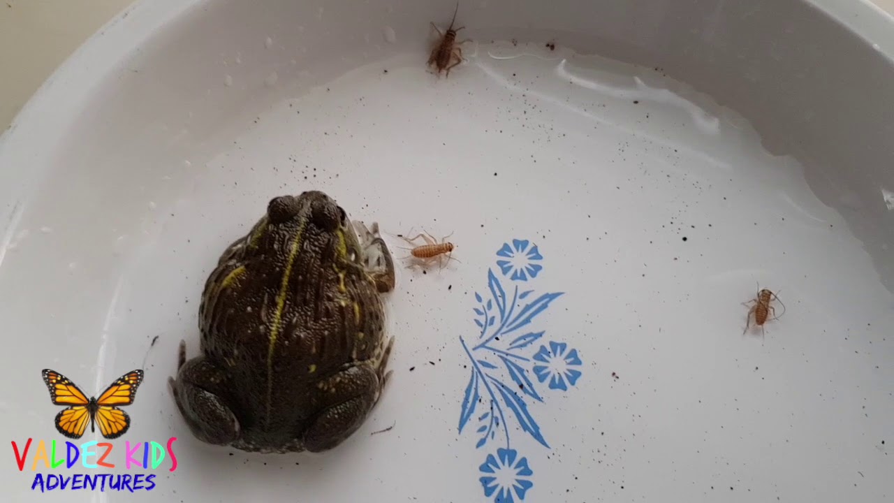 Baby African Bullfrog (Pixie) eating Crickets - YouTube