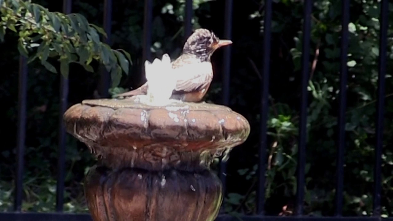 Bird Oasis in my backyard - YouTube