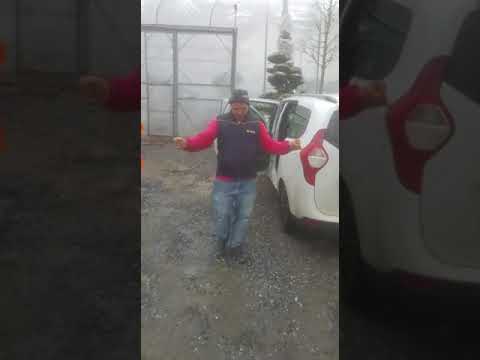 Zonguldak Gökçebeyli BAhattin ağa döktürüyor