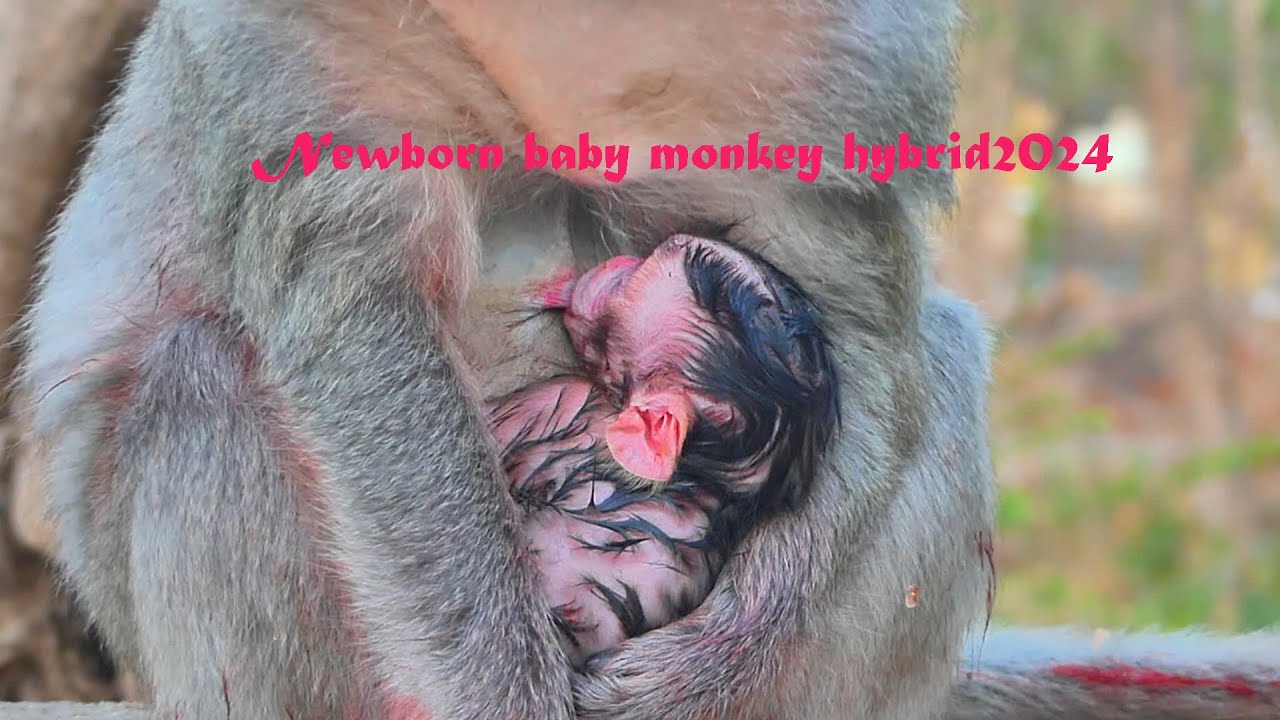Newborn baby monkey hybrid is E-l-o-n after giving birth,Mother Emila ...