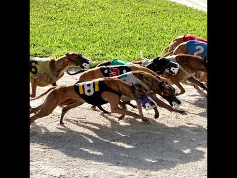 A Day in the Life of a Greyhound Trainer - YouTube