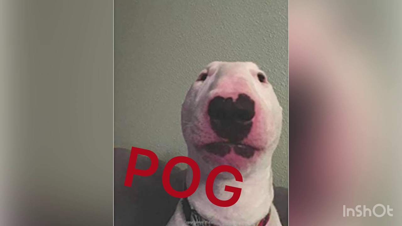 Pog dog - YouTube