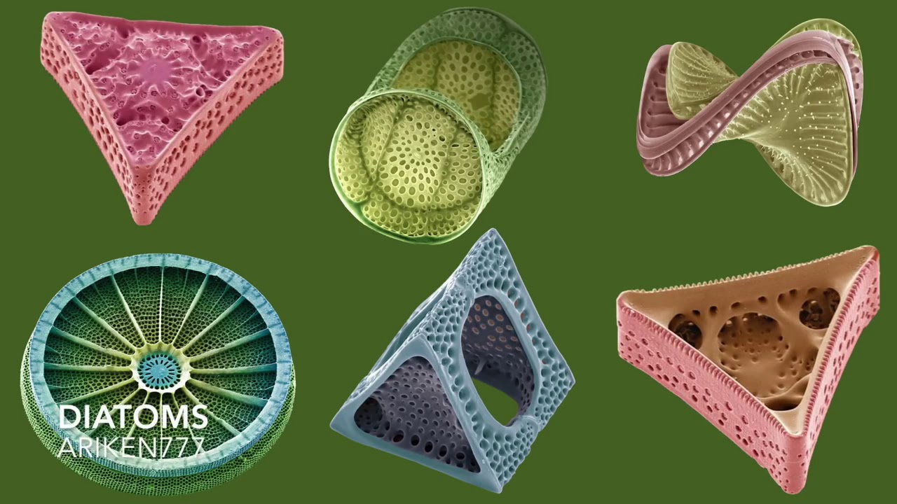 Amazing Electron Microscope Images Part 3 - YouTube