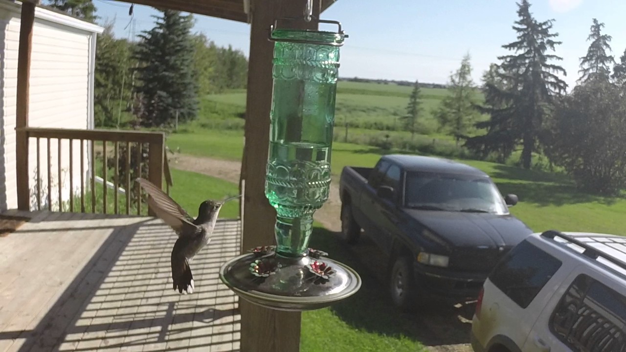 Hummingbird in Alberta Canada - YouTube