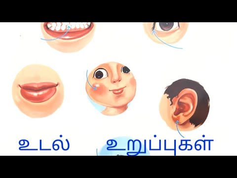 உடல் உறுப்புகள் | Learn Body parts name in Tamil | Udal uruppugal ...