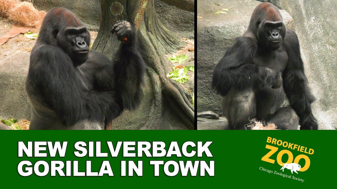 Jontu Gorilla Arrives at Brookfield Zoo - YouTube
