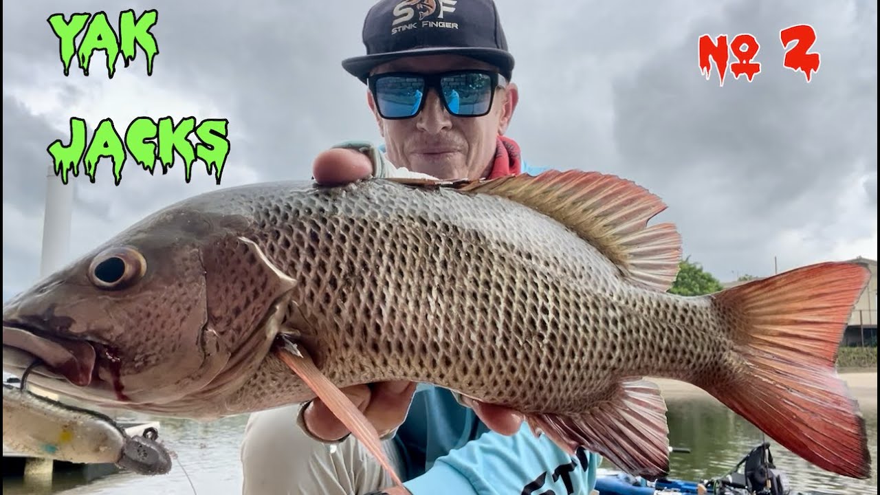 Yak Jacks 2, Jack Burner Lure. #mangrovejack - YouTube