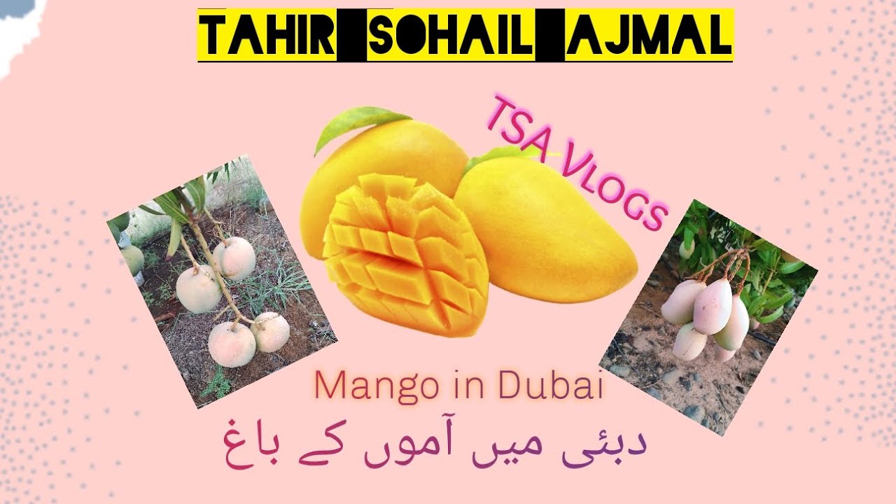 Natural Organic Fruits Farm in Dubai !Apple Mango 🥭 Part 1. - YouTube
