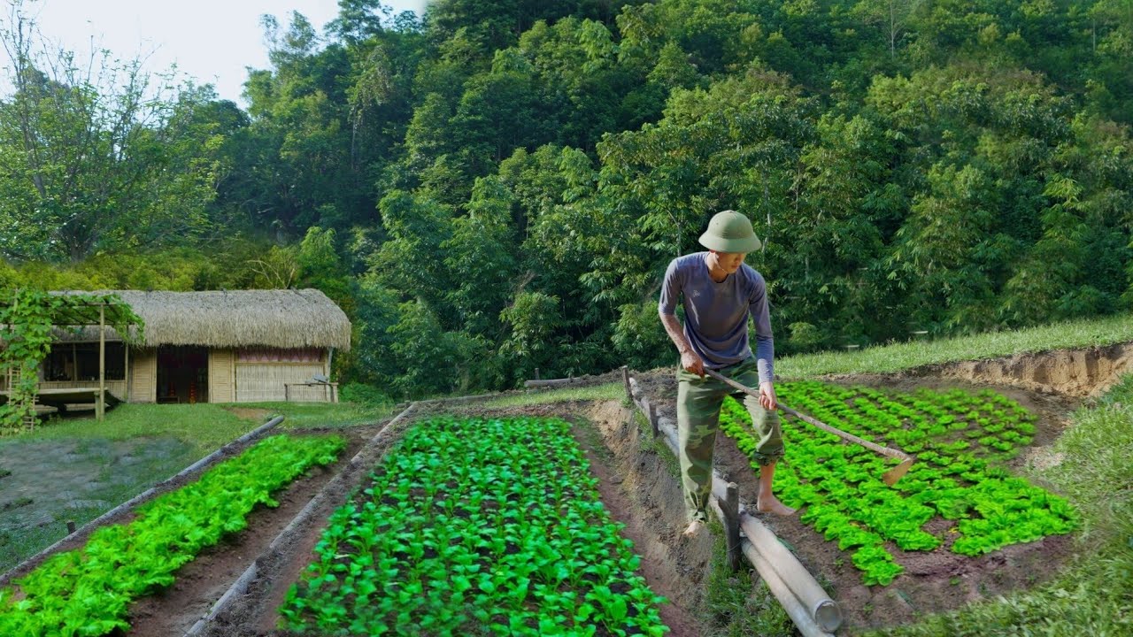 2 Months of Gardening in the Mountains. Growing vegetables, Beans ...