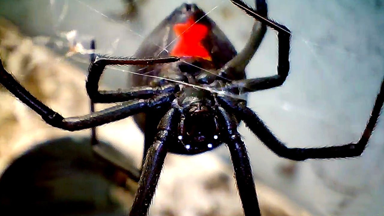 Redback Spider Vs Beetle Extreme Close Up Action AUPRO-90 Borescope ...