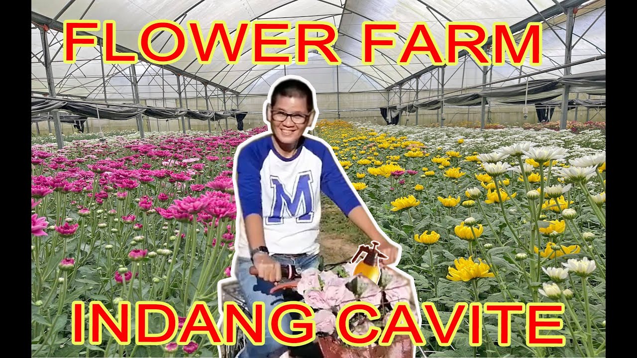FLOWER FARM INDANG CAVITE |MIMOSA CHANNEL - YouTube