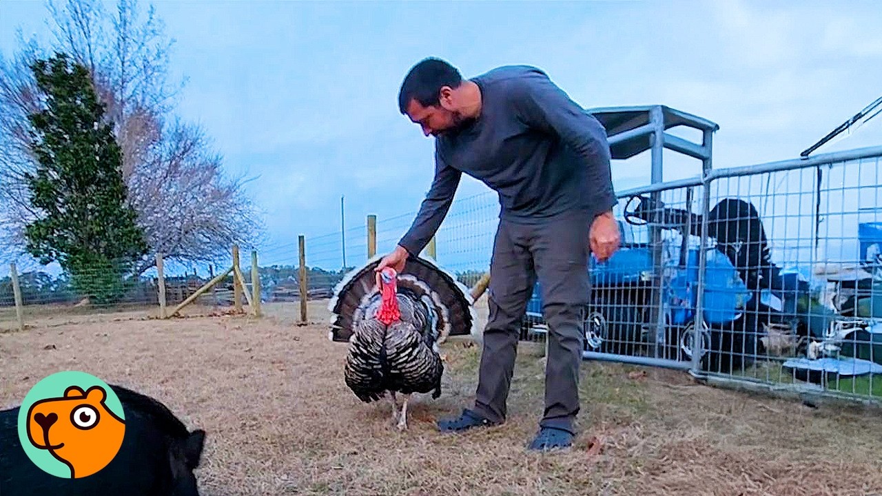 Bossy Turkey Befriends a Man And Screams For His Kisses | Cuddle ...