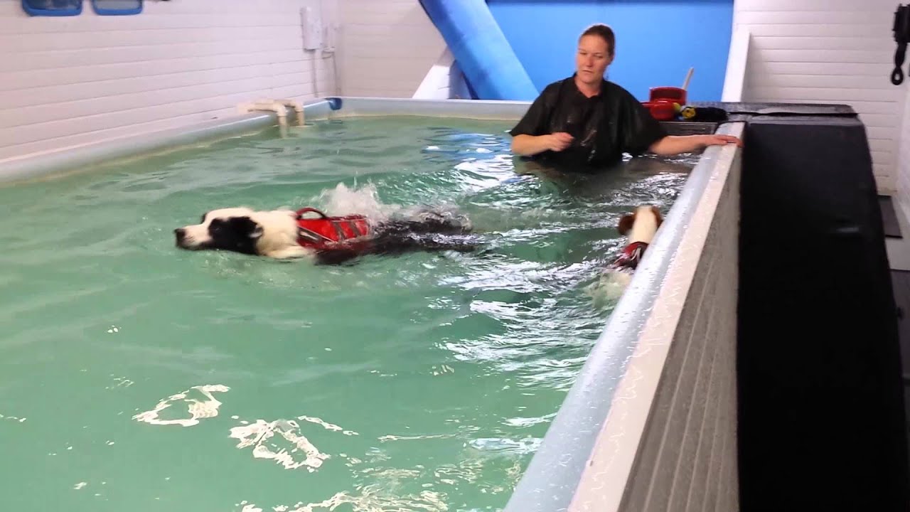 Iti and Loki swimming 4, 24/9/15 - YouTube