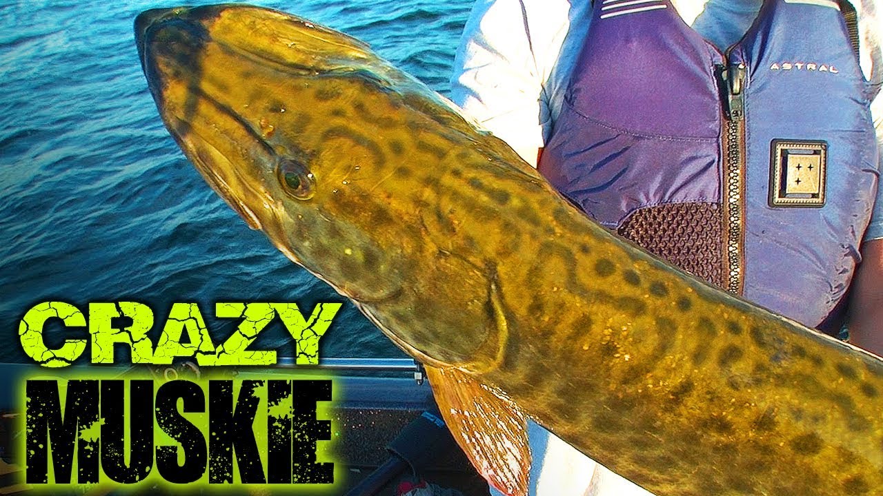 CRAZY Looking MUSKY - LEE In Minnesota - YouTube