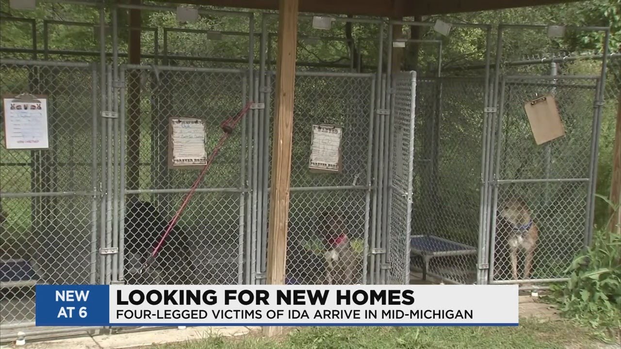 Local humane society looking for community help adopting animals they ...