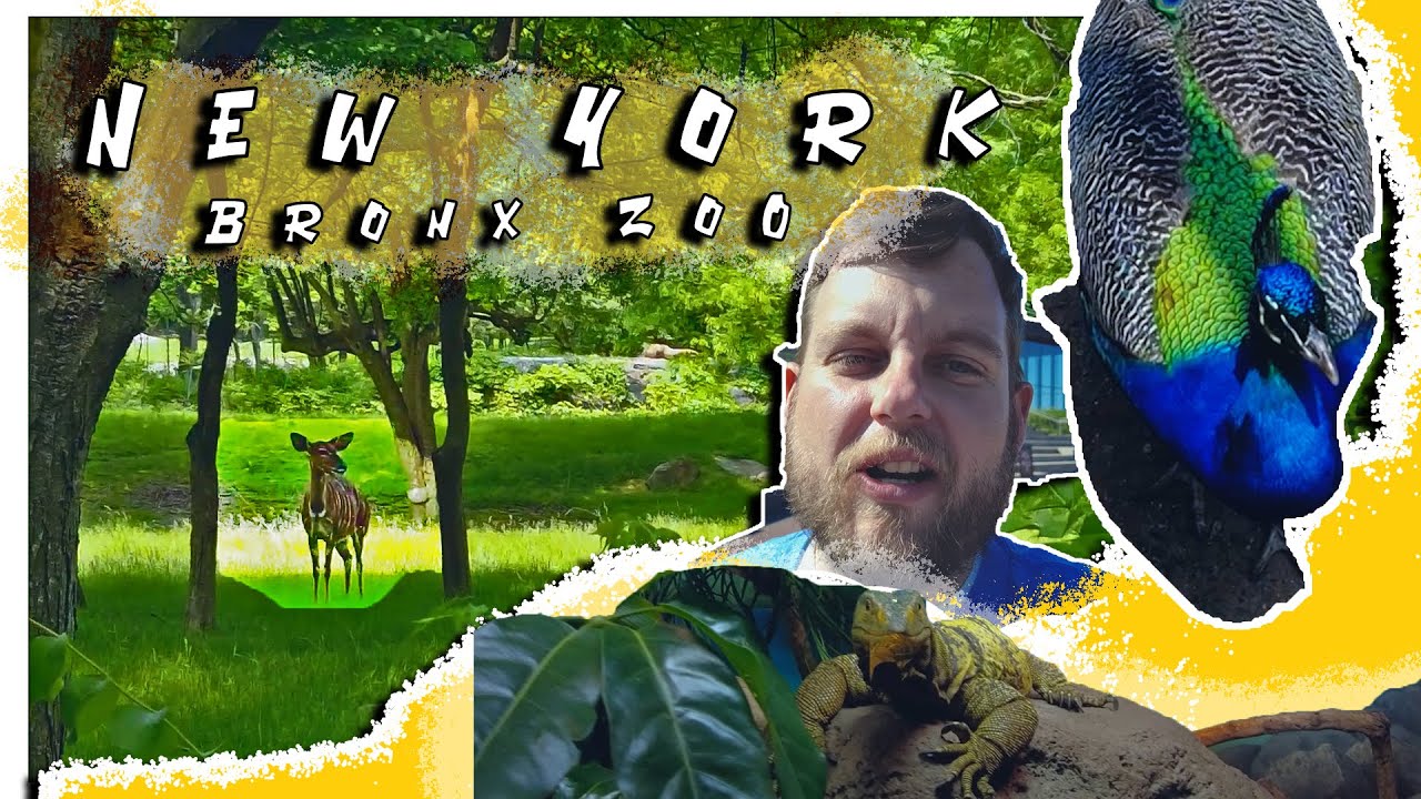 🦁 "A Wild Day at the Bronx Zoo: Lions, Flamingos, and Surprises in ...