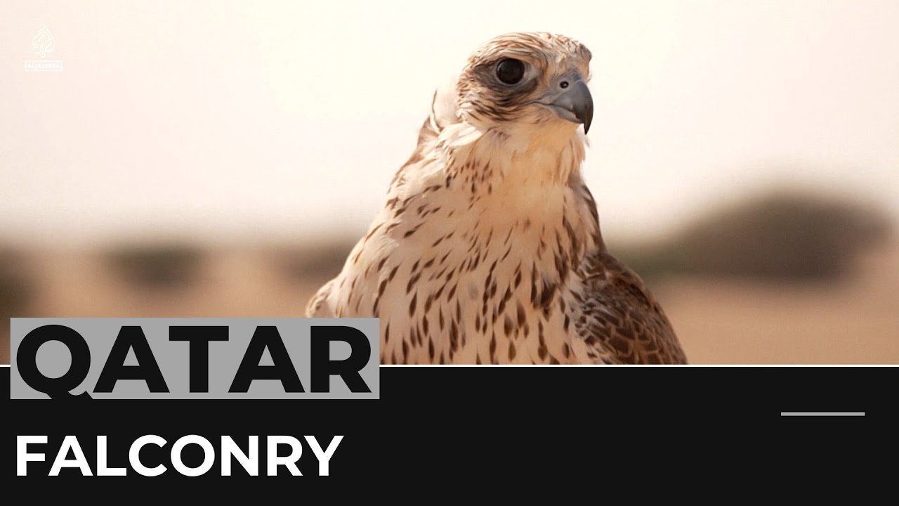 Falcon racing season: Keeping Qatar's Bedouin traditions alive - YouTube