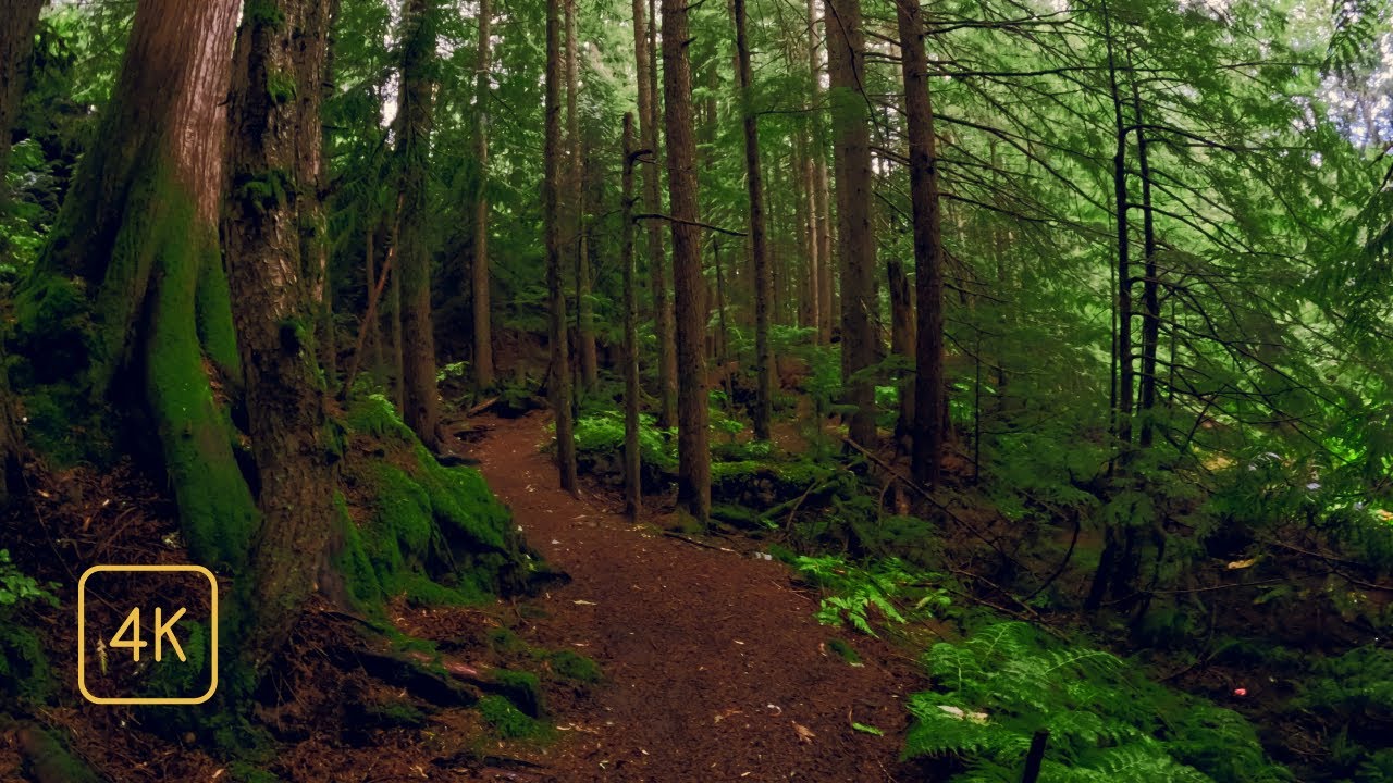 4K Virtual Rain Walk in a Canadian Forest | Relaxing Nature Sounds ...